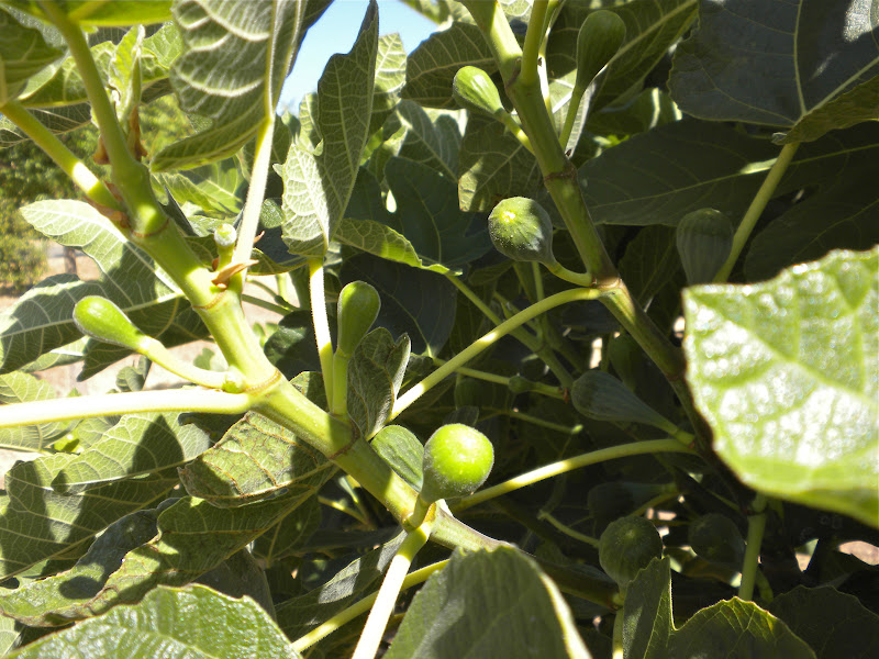 the girl & the fig farm project: Orchard Gems