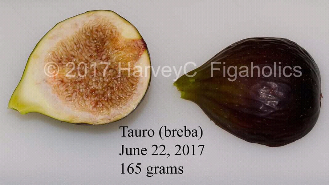 Tauro (breba) Fig - Var Tin