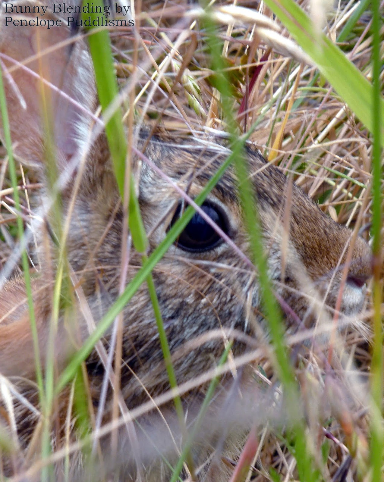 Postcards From Penelope Puddle: Bunnies Blending