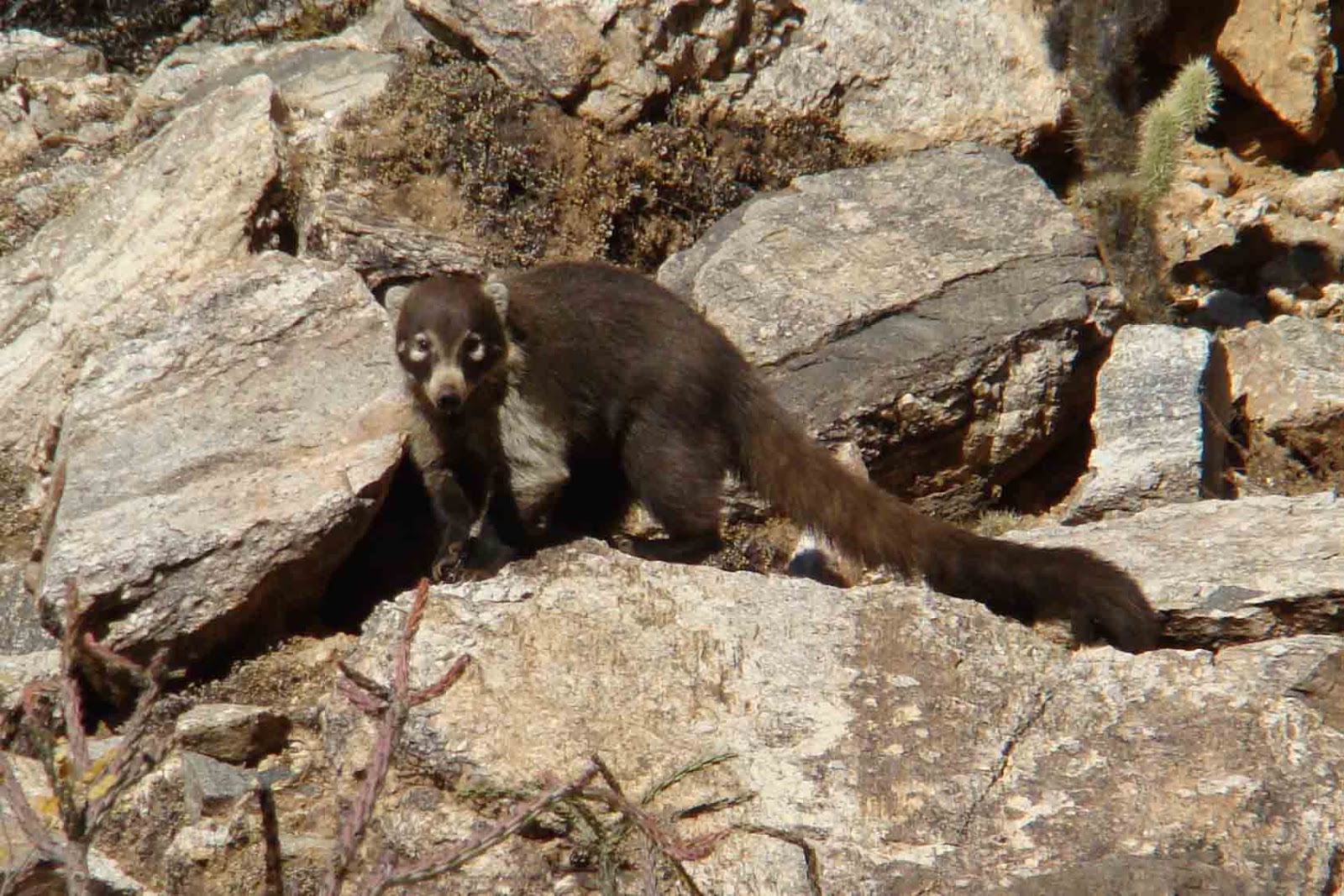 Your Daily Dose of Sabino Canyon: Coati Sighting