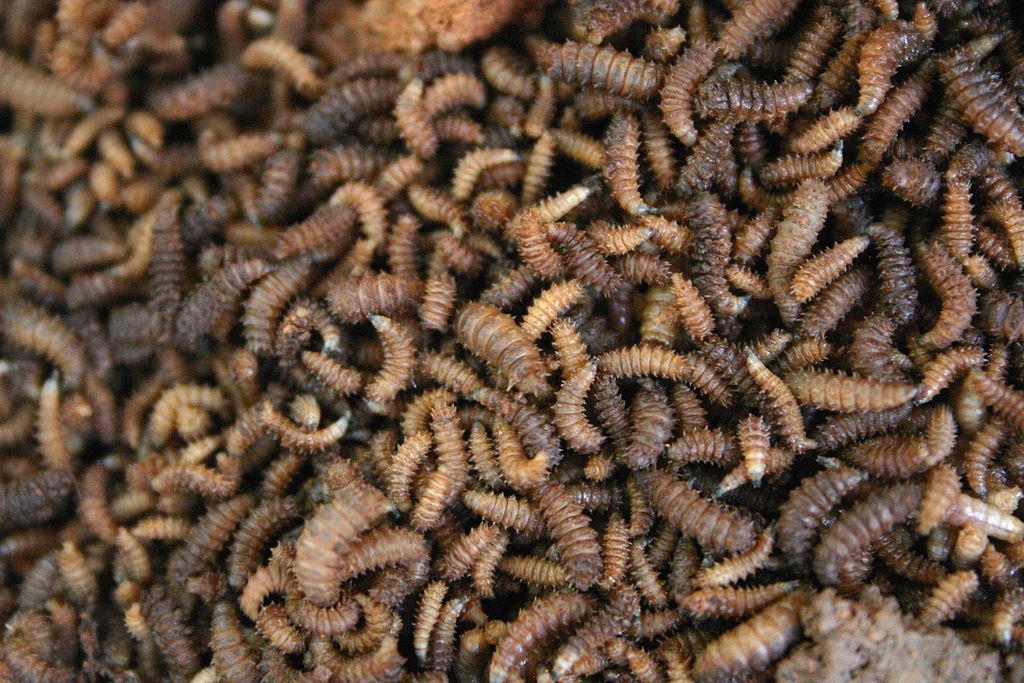 Encyclopedia of Trivia: Maggot