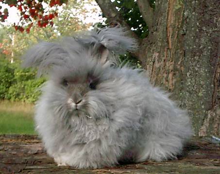 The Beauty Angora Rabbit