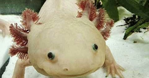 La receta de la eterna juventud del ajolote