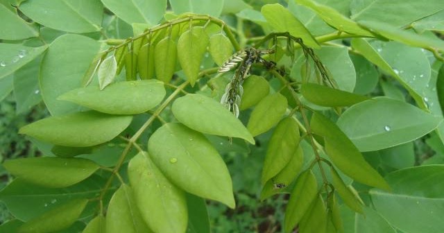 Zat Toksin dalam Daun Gamal ~ MAHA STAR: Fakta Ilmiah HIV/AIDS