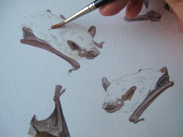 Julie Zickefoose on Blogspot: Let's Paint Bats!