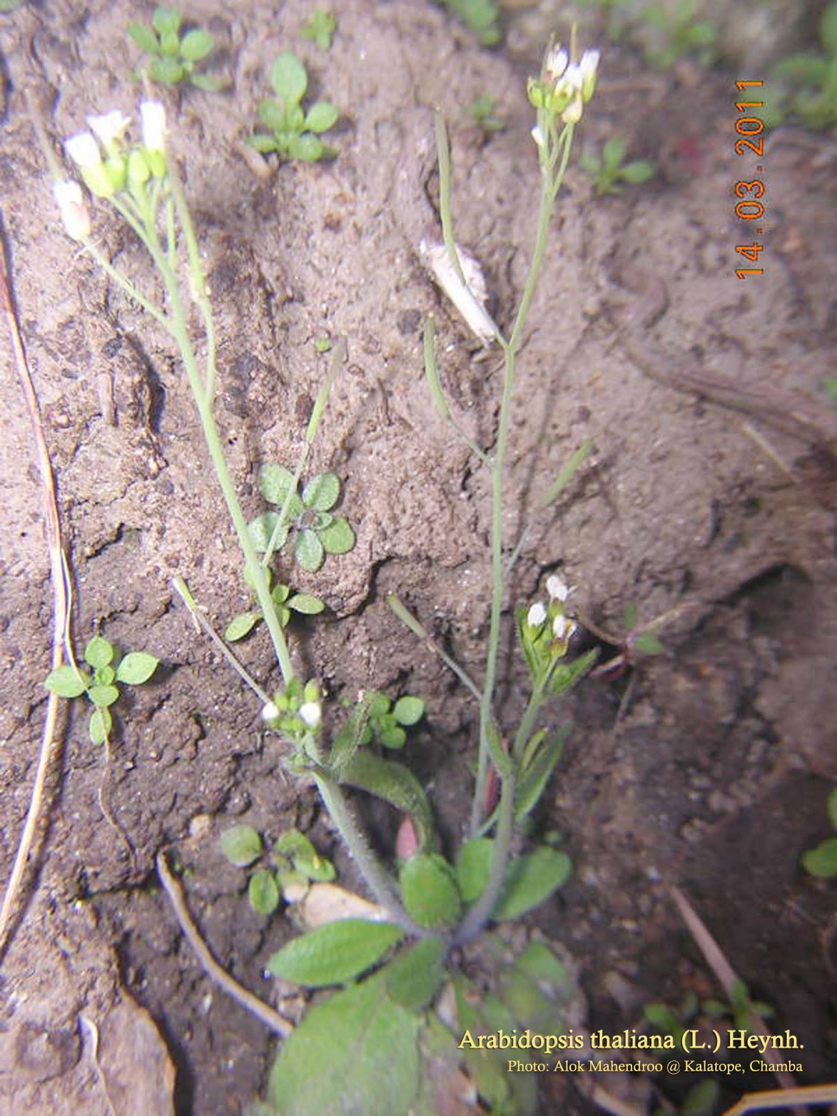 Medicinal Plants: Arabidopsis thaliana Part-2
