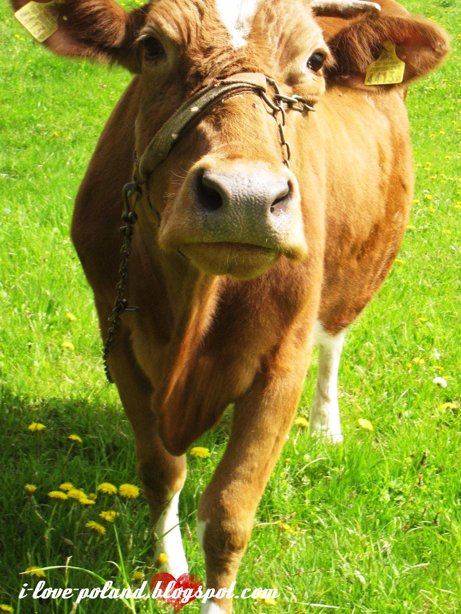 The beauty of Poland: The beauty of polish village
