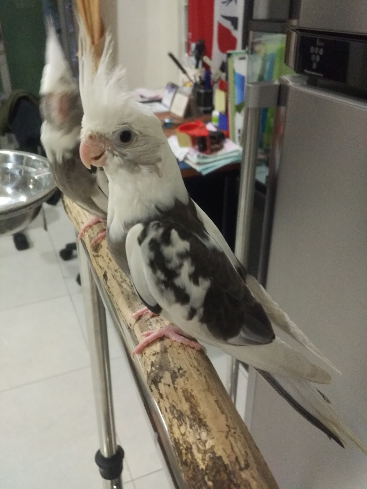 Allen Parrots: Falk Cockatiel - Trust & Joy