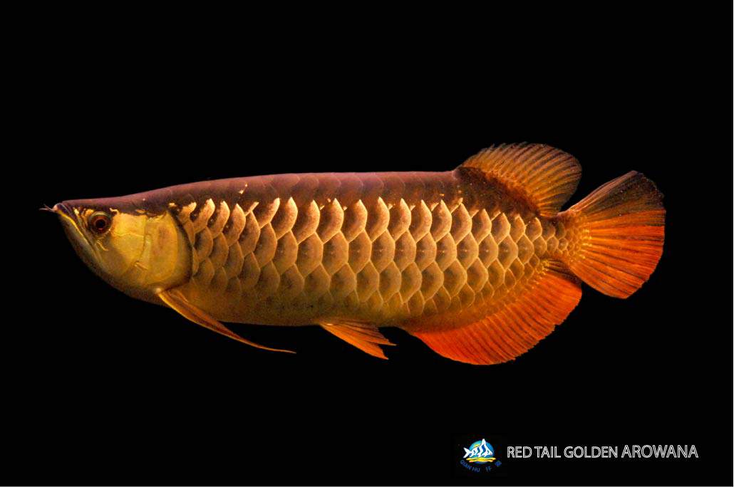 Journey of Arowana: Ikan Arwana Red Tail Golden / Golden Red