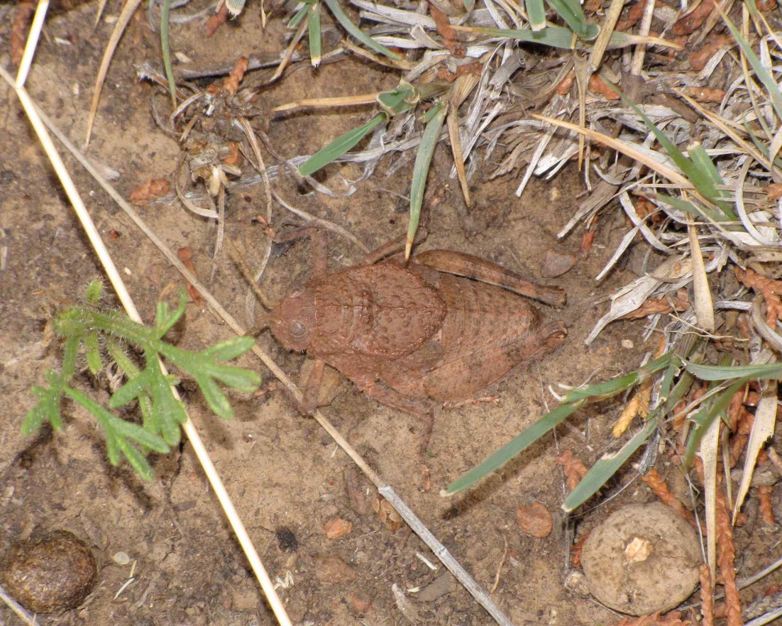 Real Monstrosities: Toad Lubber