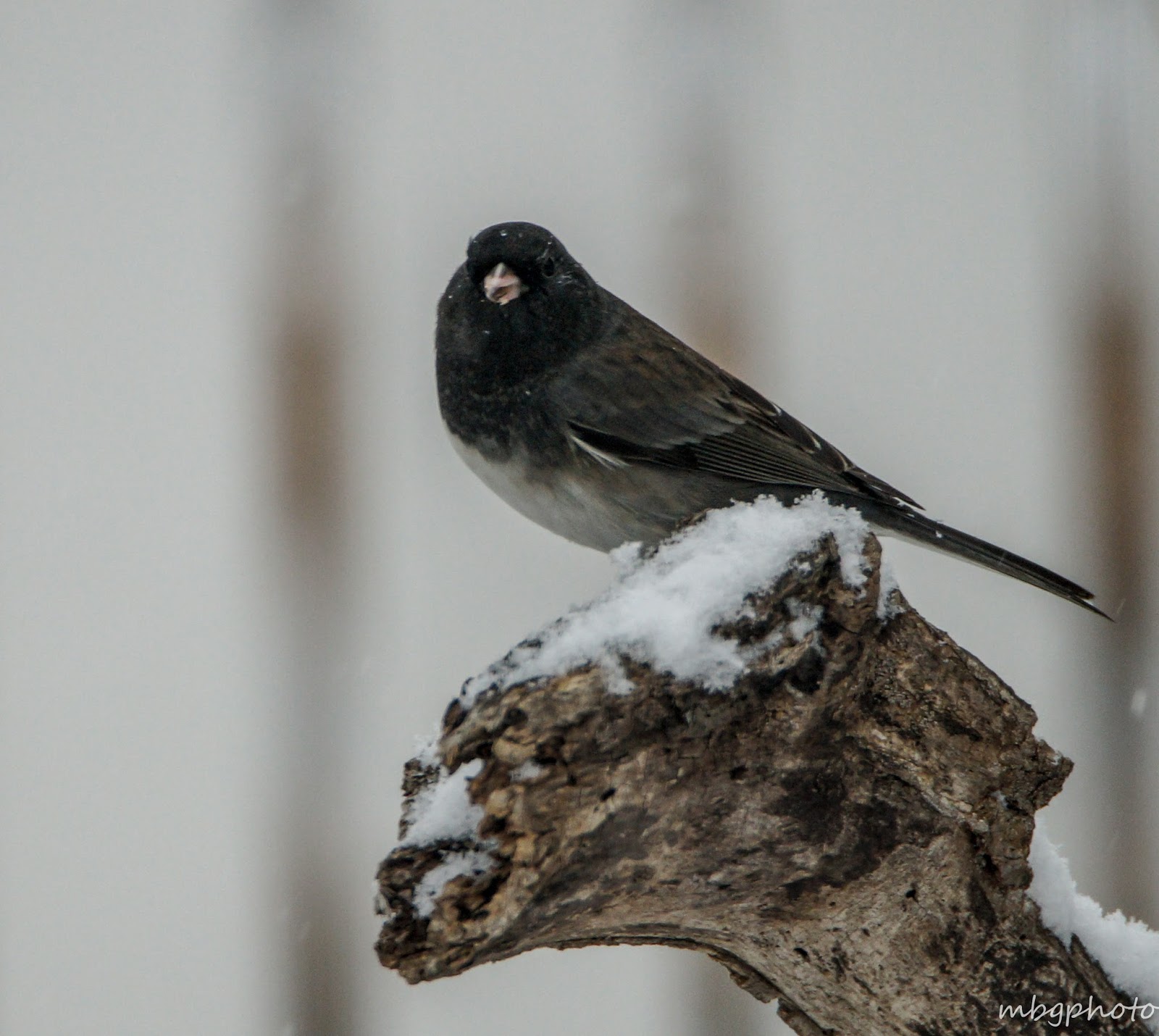 Review of Facts and Photos of the Dark Eyed Junco