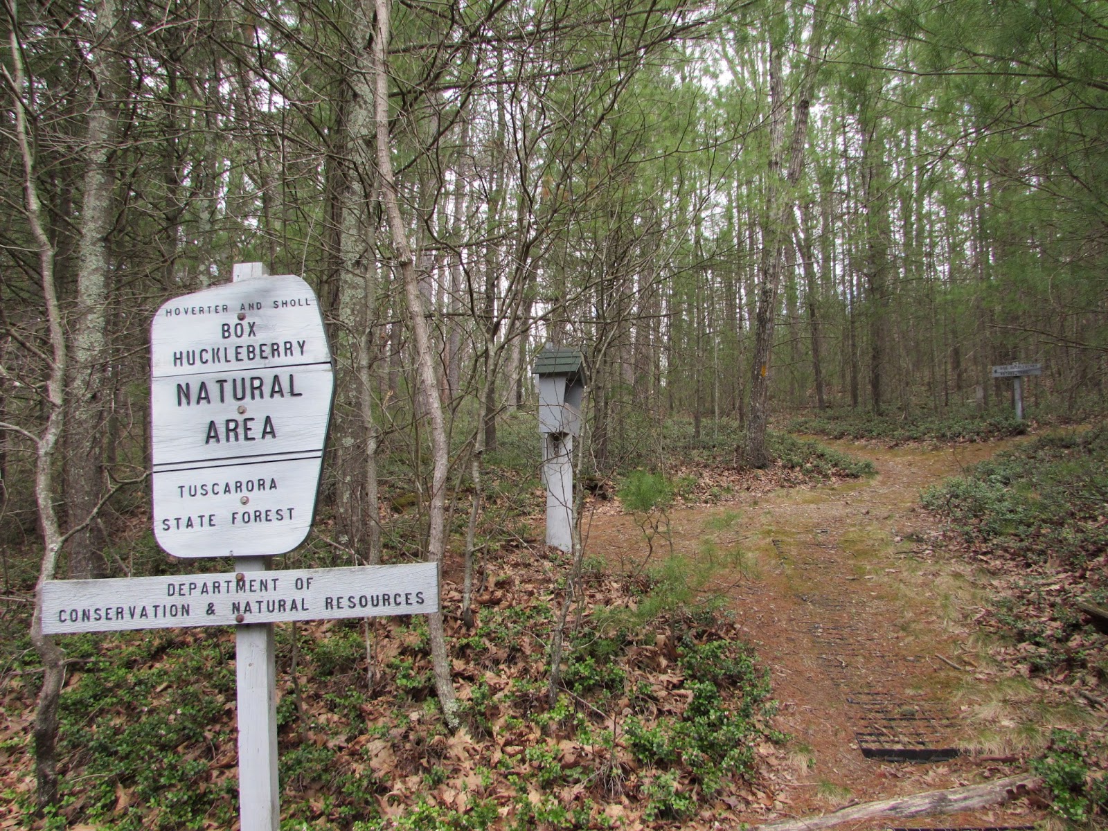 One of the World's Oldest Organisms: Hoverter & Sholl Box Huckleberry ...