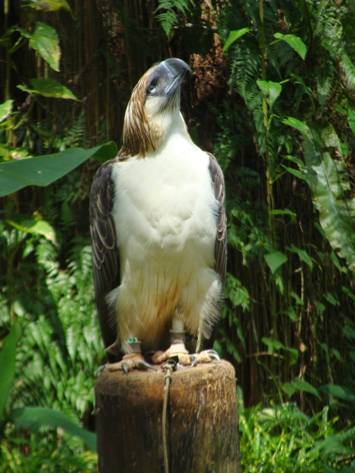 Ms. Jhessy Wandering Free: Davao Philippine Eagle Center