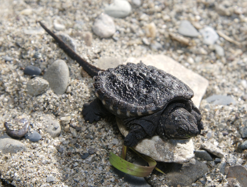 NOS PETITS FRERES LES ANIMAUX: Tortue serpentine NOS PETITS FRERES LES ANIMAUX: Tortue serpentine