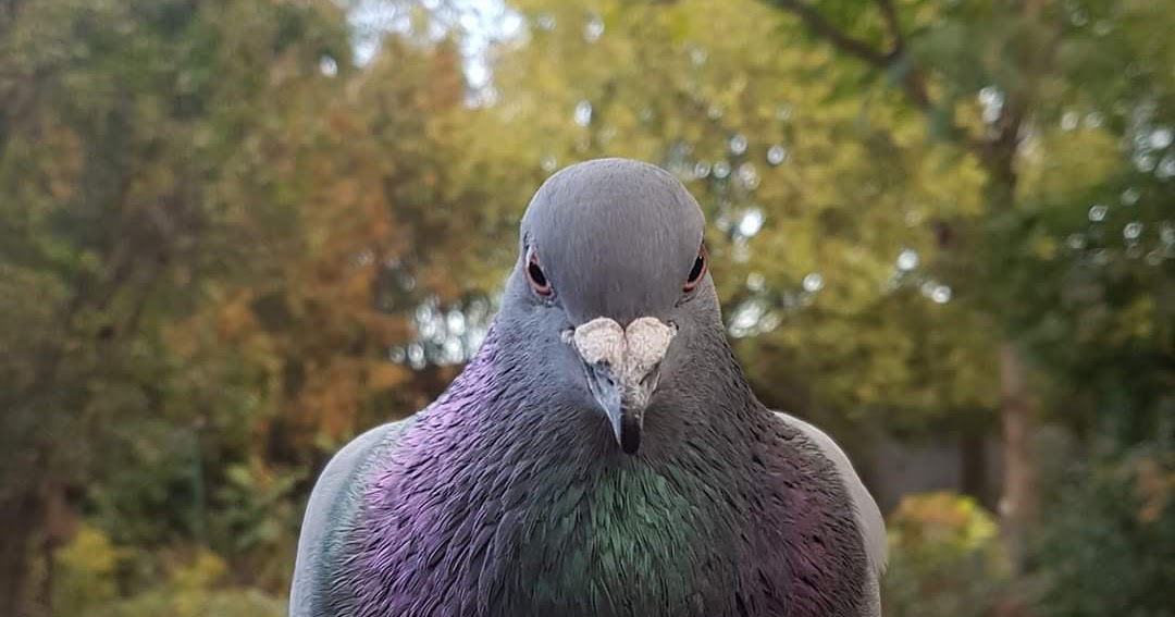 Rob and the Animals: Regret to Inform...