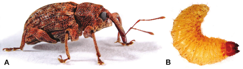 INSECTOS DE P.R. In Memoriam Dr Luis F Martorell y Dr Alain Liogier ,DR ...