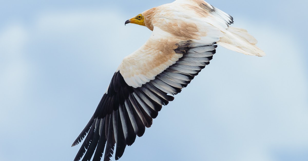 Miguel Angel Peña. Fotos de Naturaleza: El guirre