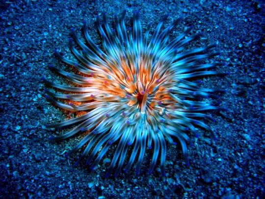 Most Beautiful Photos: Sea Life