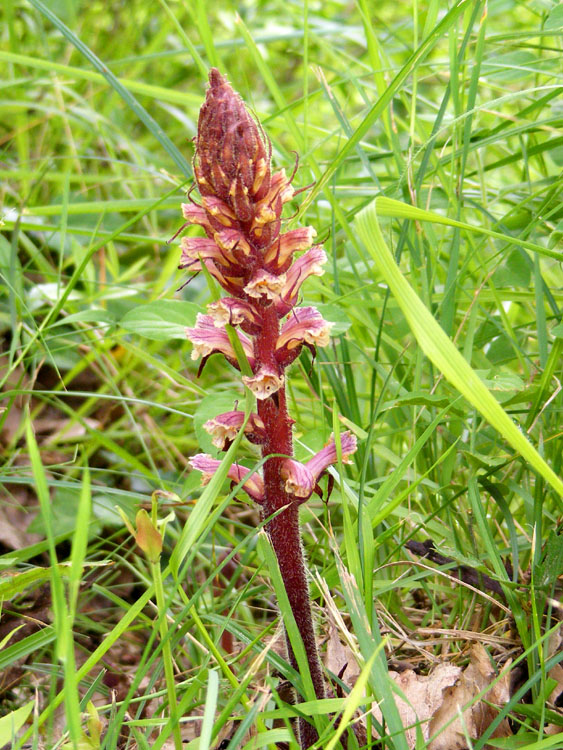 Loire Valley Nature: Broomrapes - Orobanche spp