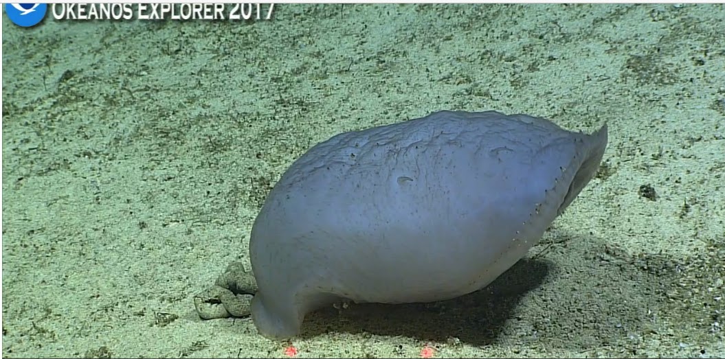 The Echinoblog: Okeanos Tropical Pacific Highlights: RARE and BRILLIANT ...