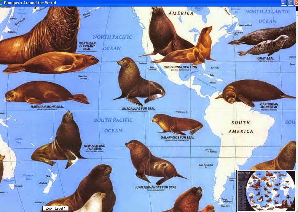 Fisher of Minds: Marine Mammal Project