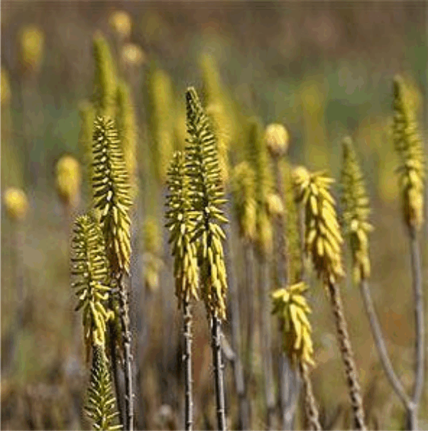 kapistrinews: ALOE VERA: Ένα θεραπευτικό φυτό στη γλάστρα σας!