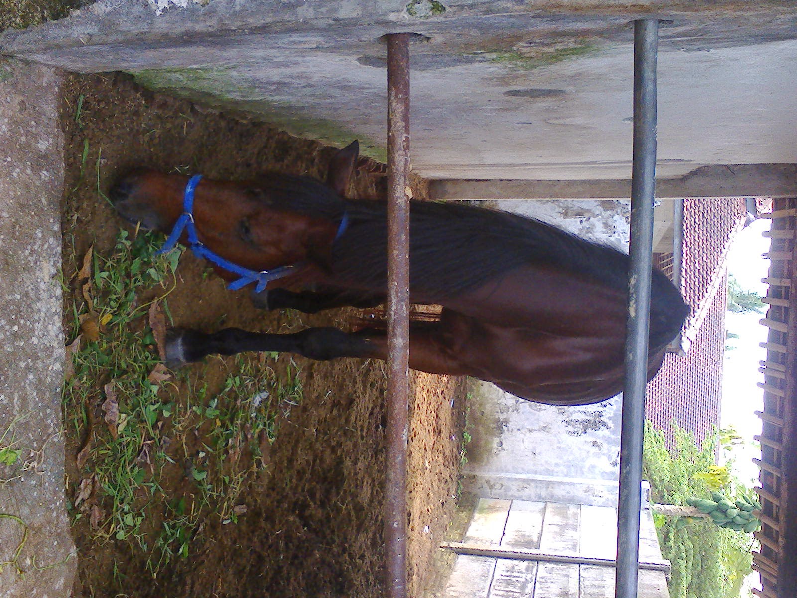 Delta Motorindo: Motor Jadul: Kuda Kyai Anas - WTS