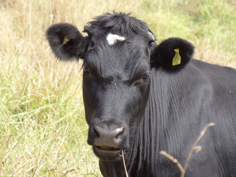 Frowning Cow