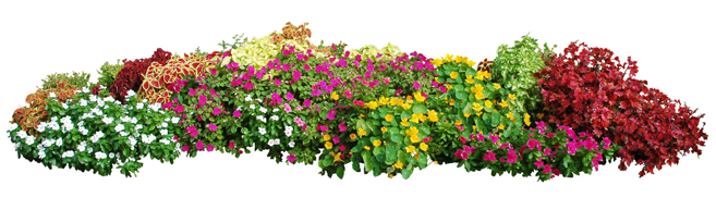 3D rijantara: Bunga - (.psd photoshop)