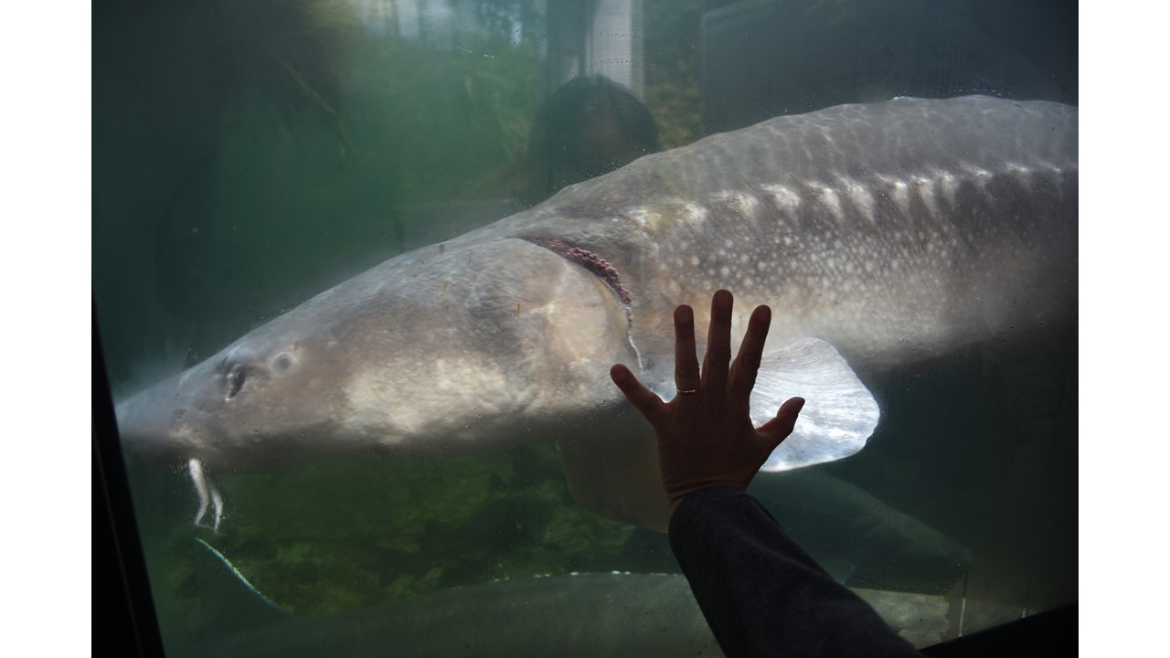 Wandering Environmentalist: Bonneville Fish Hatchery