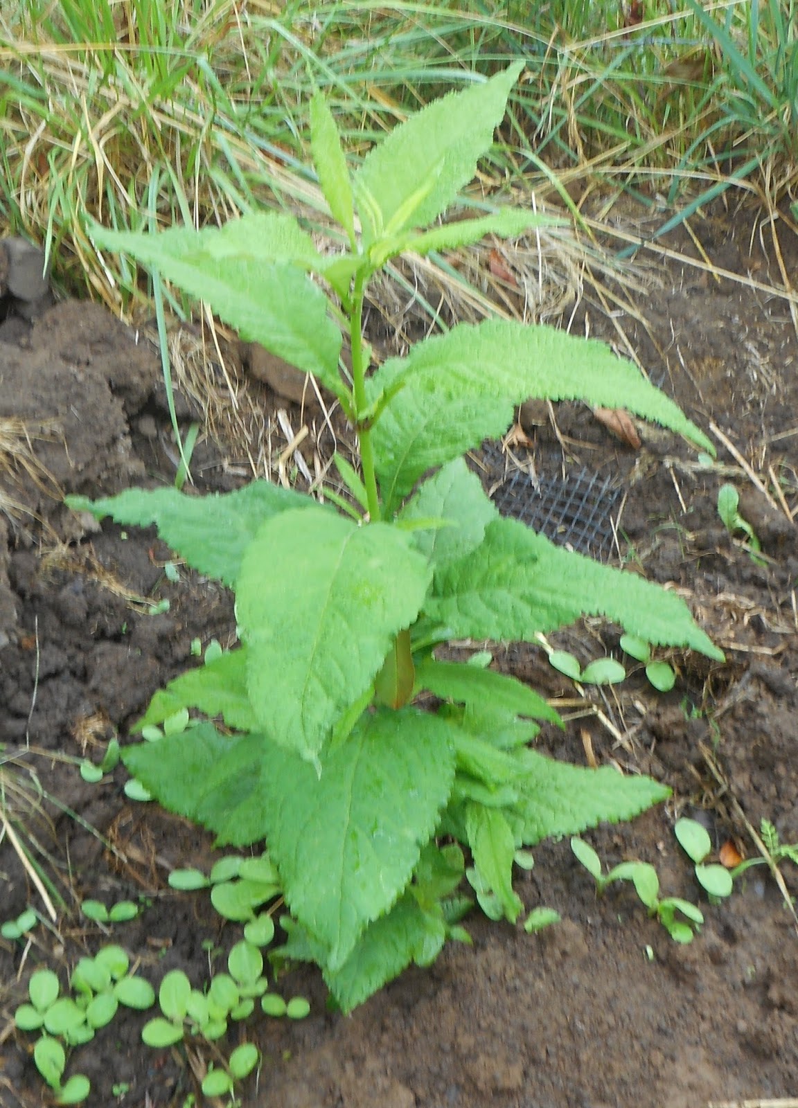 Daniel's Pacific NW Garden: Walking Around. 7.26.15