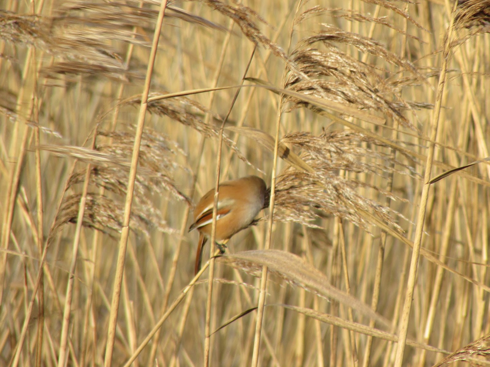 Wild at Hull: Alkborough Flats