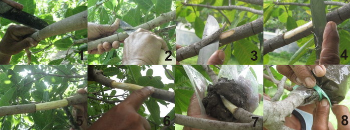 Cara Mencangkok Pohon Mangga - Perumperindo.co.id