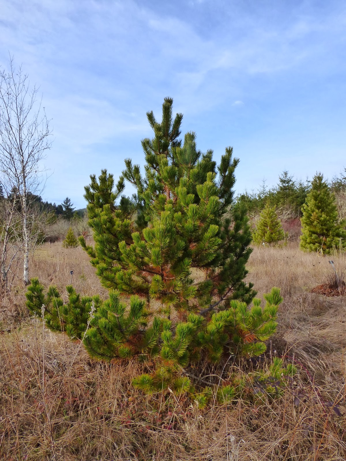 Trees: Two Needle Pines