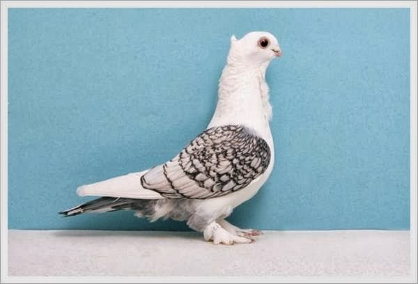 Musmech: CooL PiGeons Breed