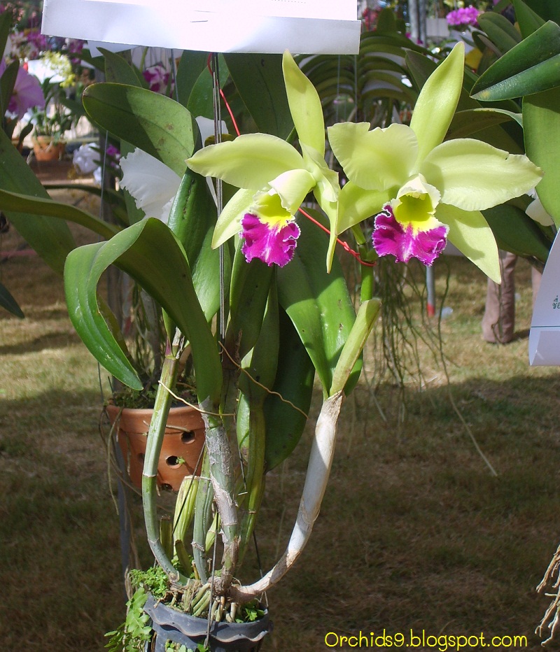 Orchids Flowers Pictures Bulbophyllum Vanda Cattleya Cymbidium ...