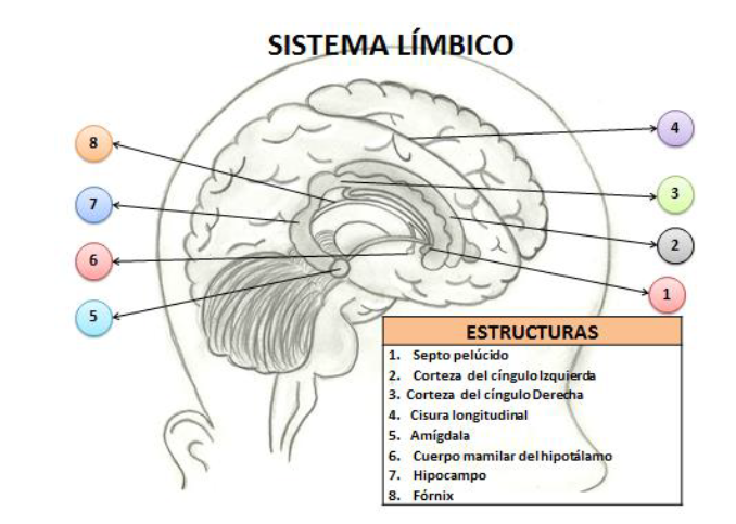 ¿Qué es el Sistema Límbico?