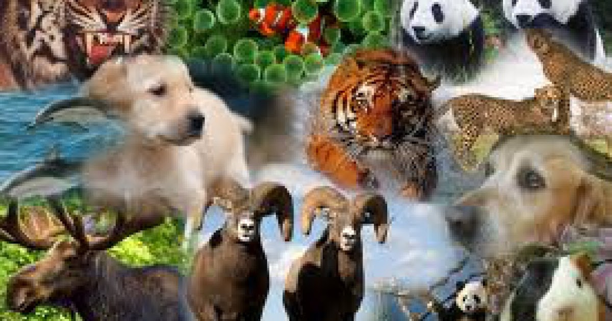 LOS ANIMALES: QUE SON LOS AMNIMALES