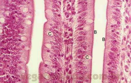 Biologia celular e tecidual: Células serosas, Células Secretoras de ...