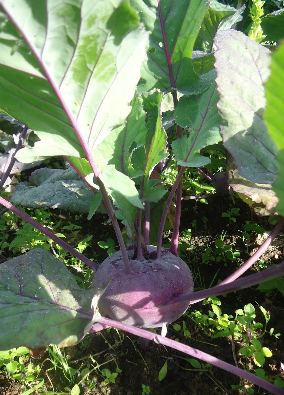 Šviesos 203: Mangoldai? Kaliaropės!