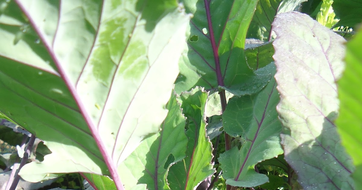 Šviesos 203: Mangoldai? Kaliaropės!