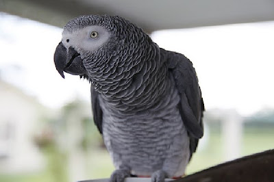 Top 10 Odd Colored Beautiful Parrots