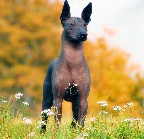 Todo Sobre Perros: Xoloitzcuintle