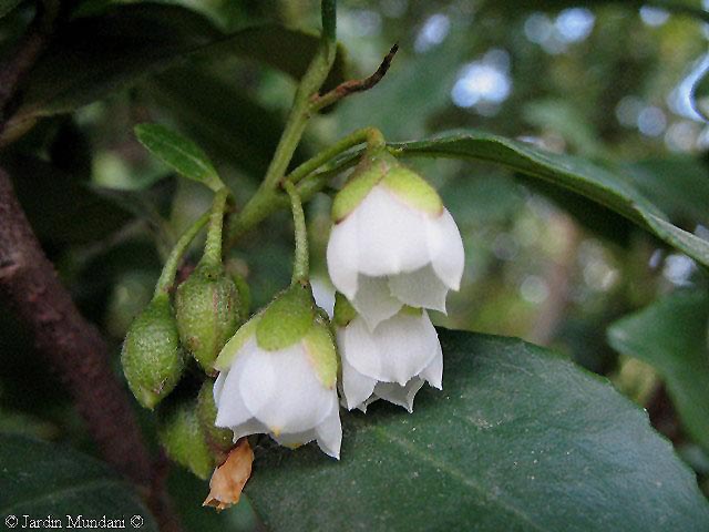 Sangrando en verde: El Mocán, sus bayas alimentaron a los guanches