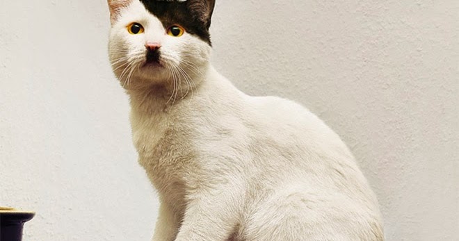 Hitler Cat - Pics And Gifs