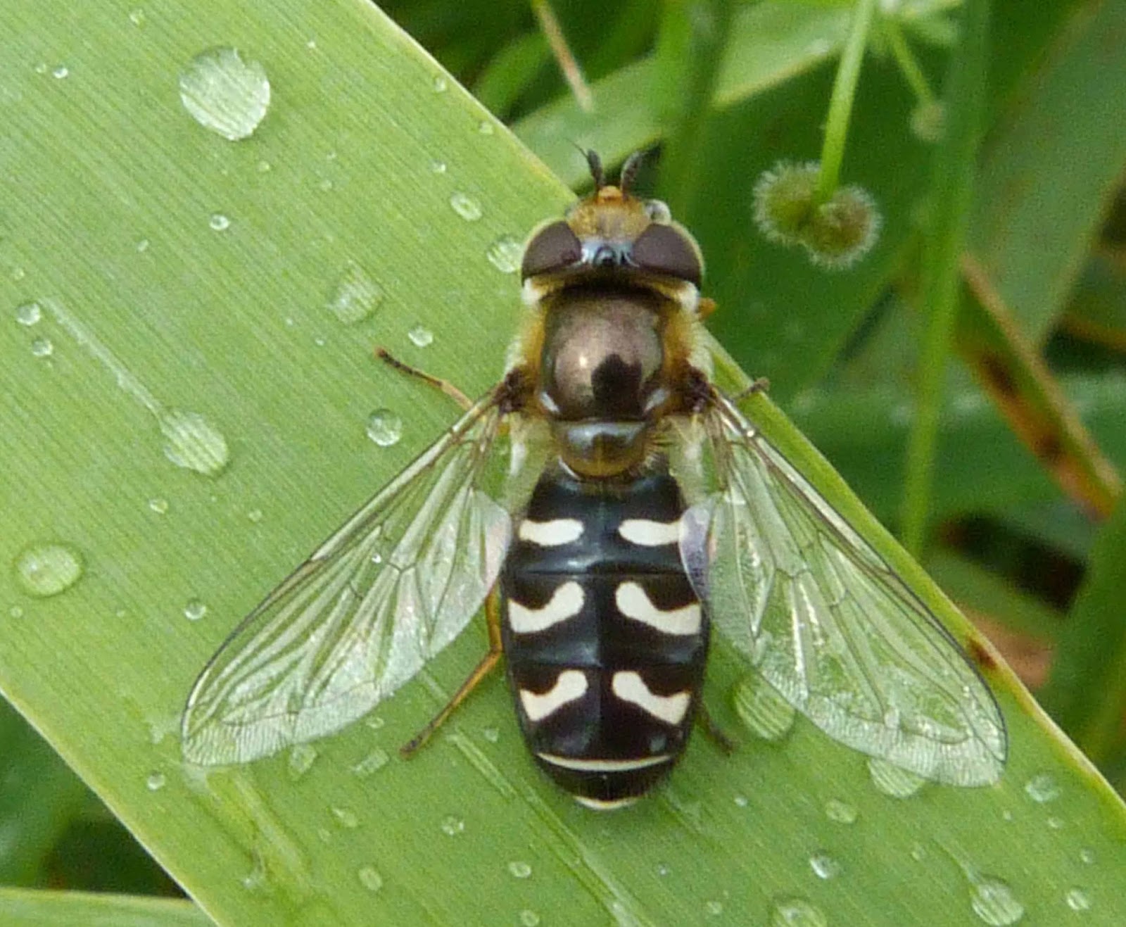 Insects of Scotland: Hoverflies