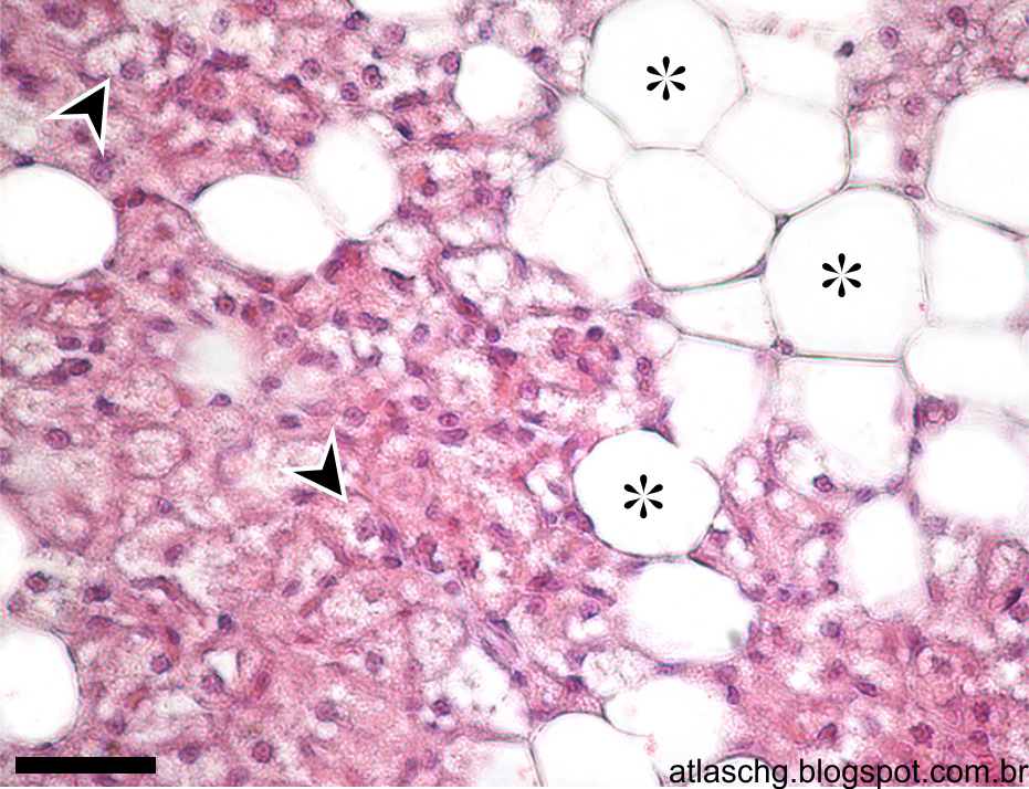 Atlas de Citologia e Histologia: Tecido conjuntivo