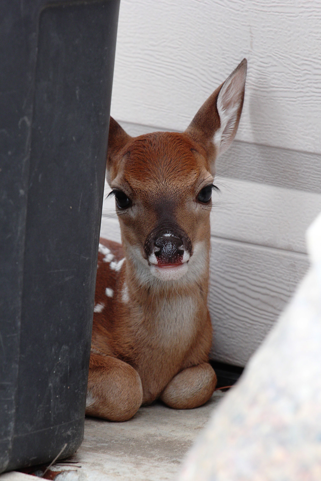 Edward Plumer: White Tail Fawn Season