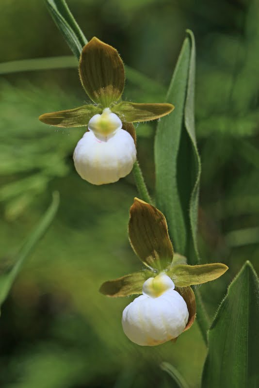 Native Orchids of the Pacific Northwest and the Canadian Rockies (and ...