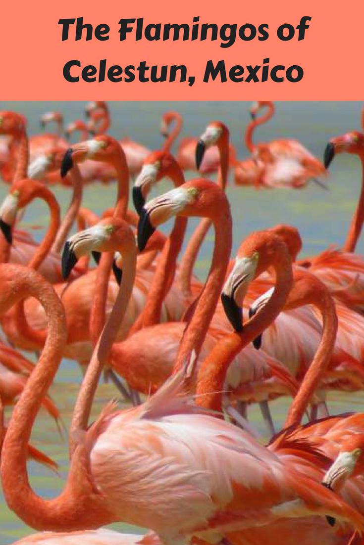 The Travelling Lindfields: The flamingos of Celestun, Mexico ...